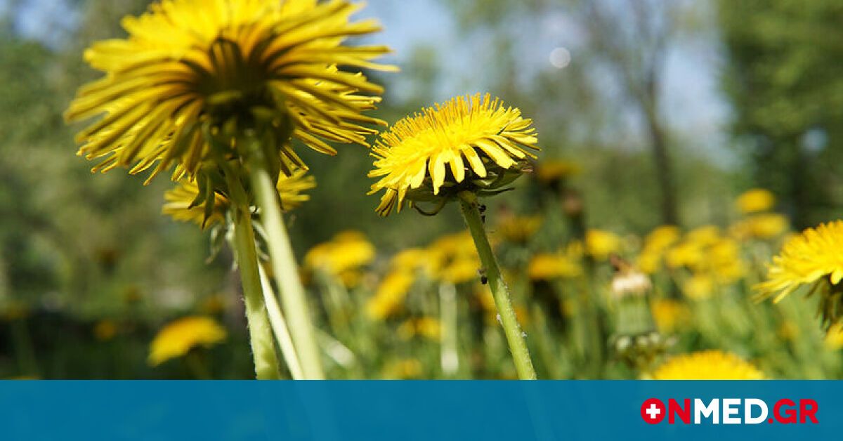Πικραλίδα: Ένα βότανο με πολλαπλά οφέλη για την υγεία (εικόνες)