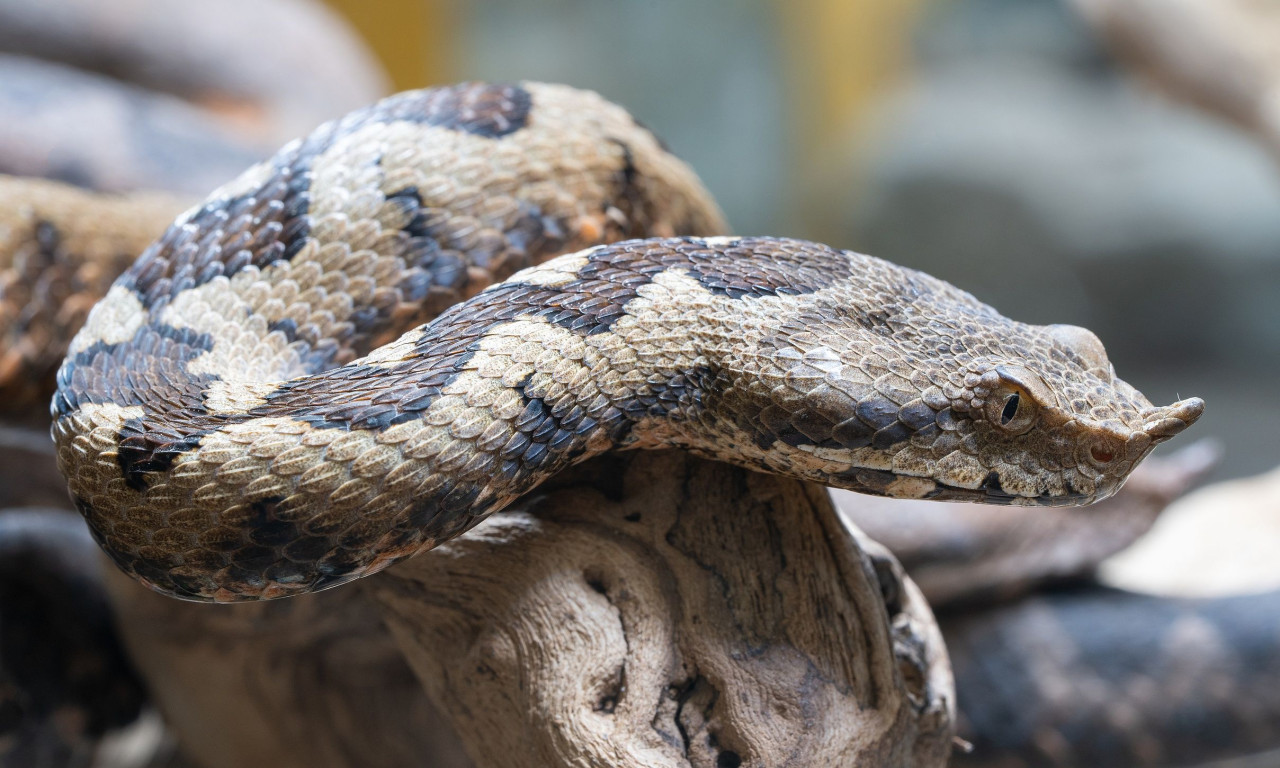 Ποια είναι τα τρία πιο επικίνδυνα φίδια στην Ελλάδα - Τι πρέπει να ...
